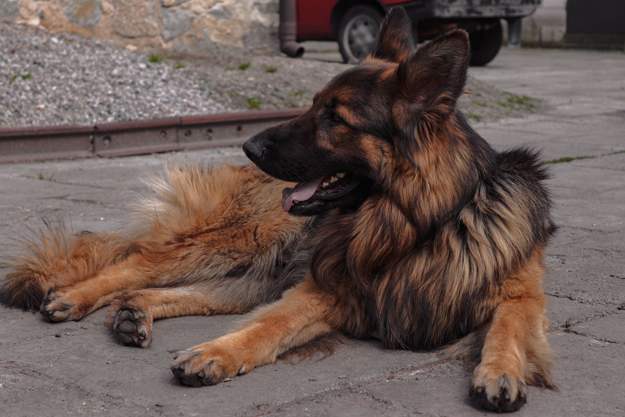 7 Dog Breeds Most Likely To Trigger Allergies, According To Vets ...