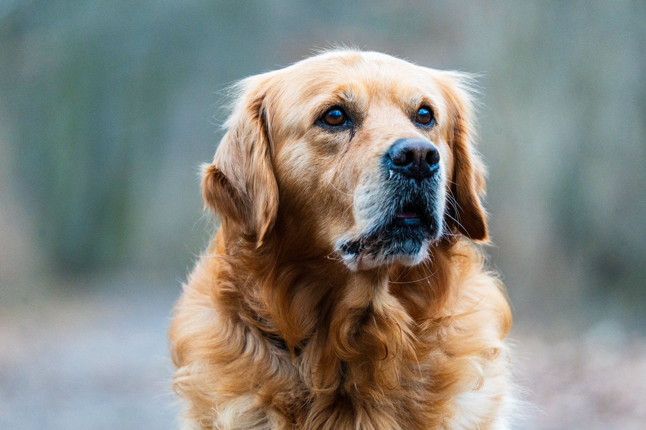 7 Dog Breeds Most Likely To Trigger Allergies, According To Vets ...