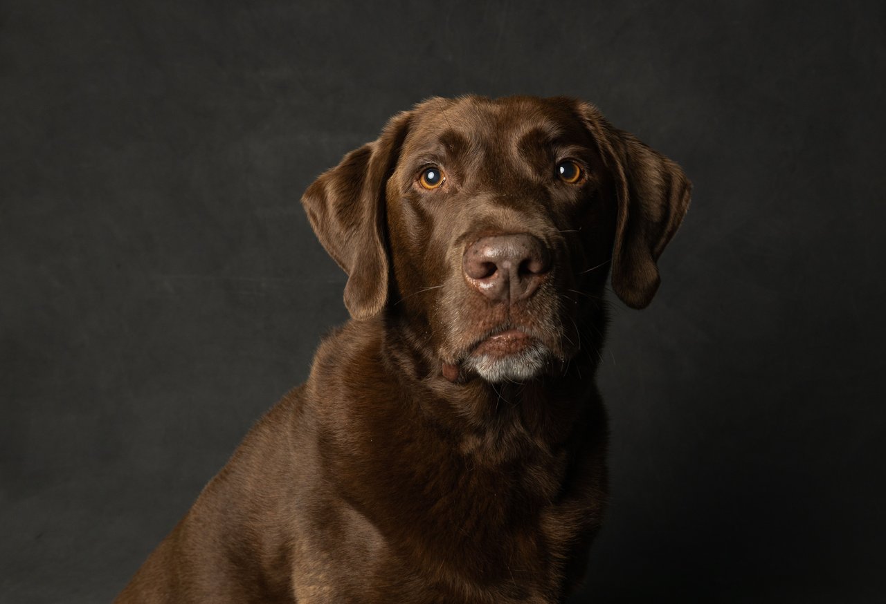 7 Dog Breeds Most Likely To Trigger Allergies, According To Vets ...
